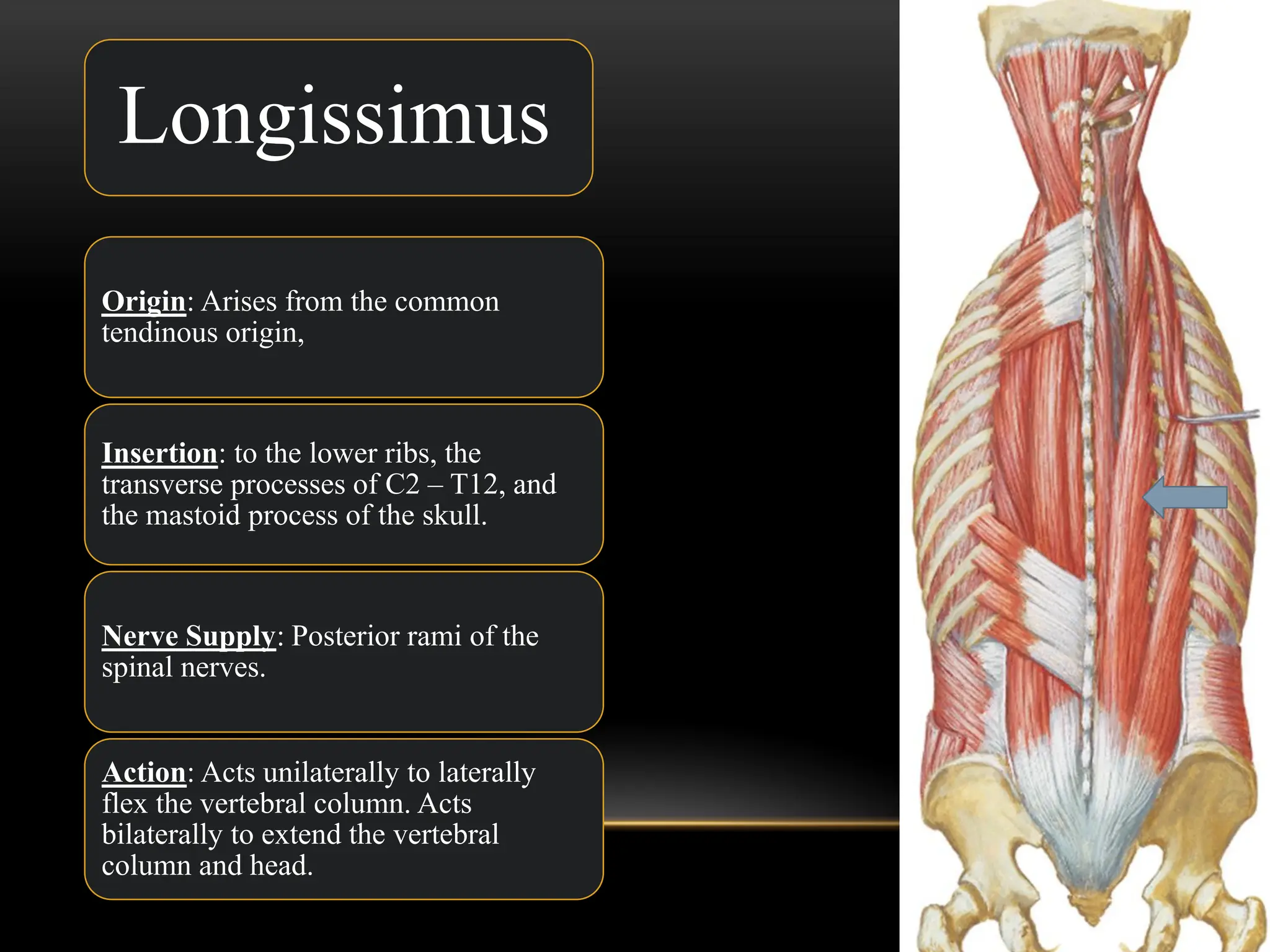 Muscles-of-back of human being with supplypdf | PDF