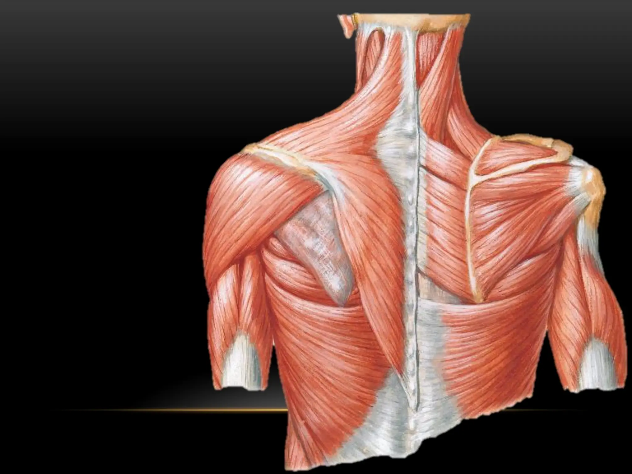 Muscles-of-back of human being with supplypdf | PDF