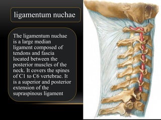 Muscles-of-back of human being with supplypdf | PPT