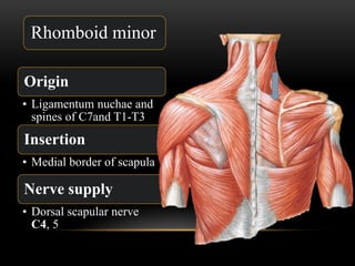 Muscles-of-back of human being with supplypdf | PDF