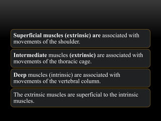 Muscles-of-back of human being with supplypdf | PDF