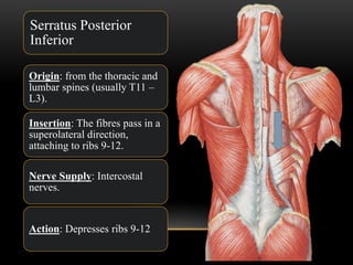 Muscles-of-back of human being with supplypdf | PPT