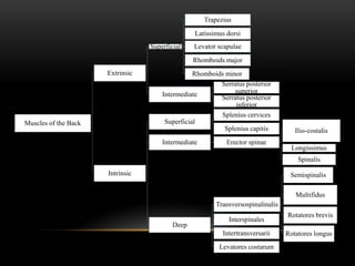 Muscles-of-back of human being with supplypdf | PDF
