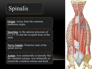 Muscles-of-back of human being with supplypdf | PDF