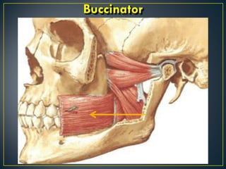 Muscles of face | PDF