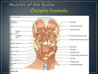 Muscles of face | PDF