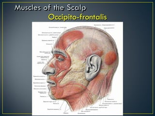 Muscle Of Face And Scalp