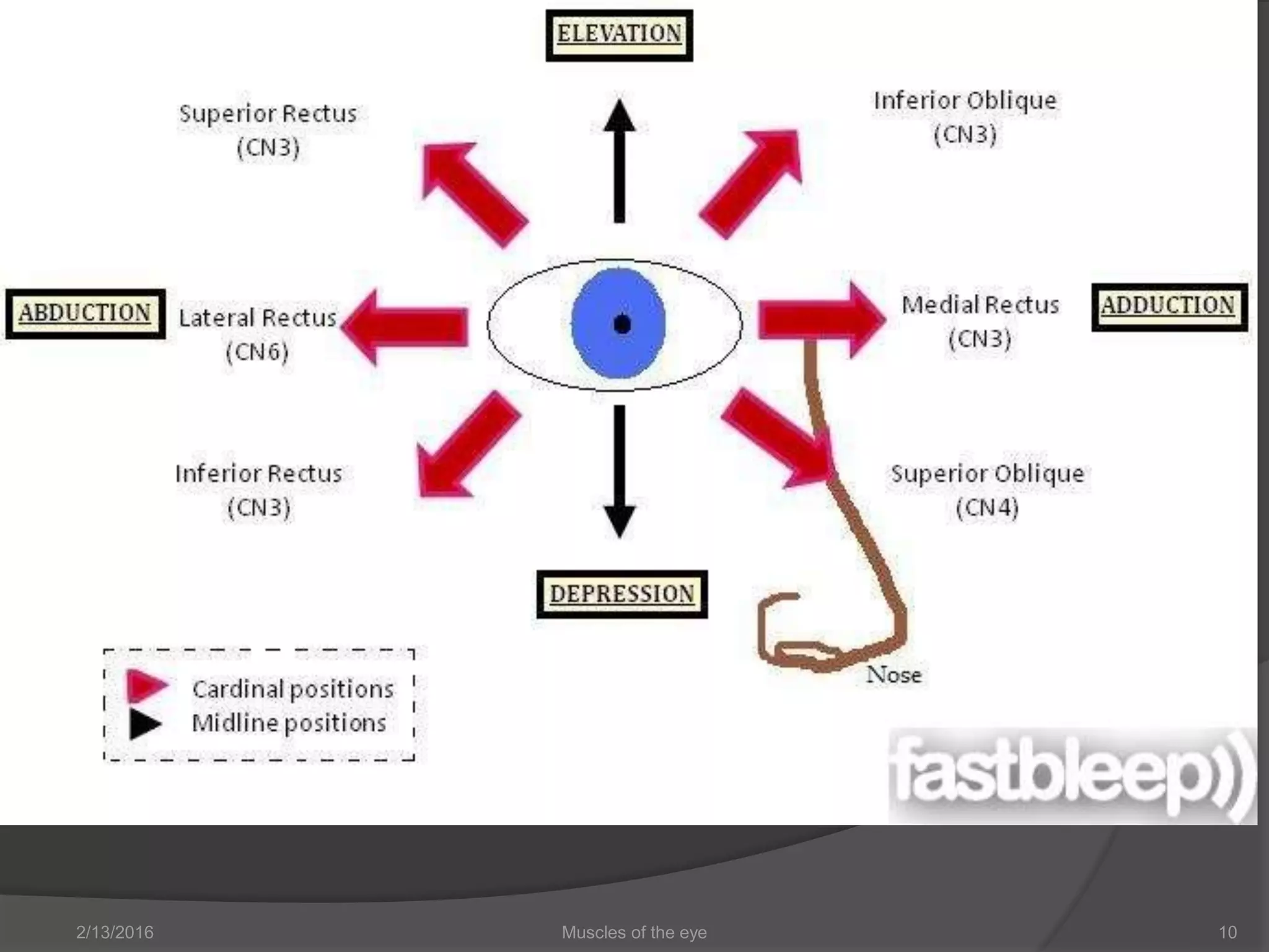 Muscles of the eye | PPTX