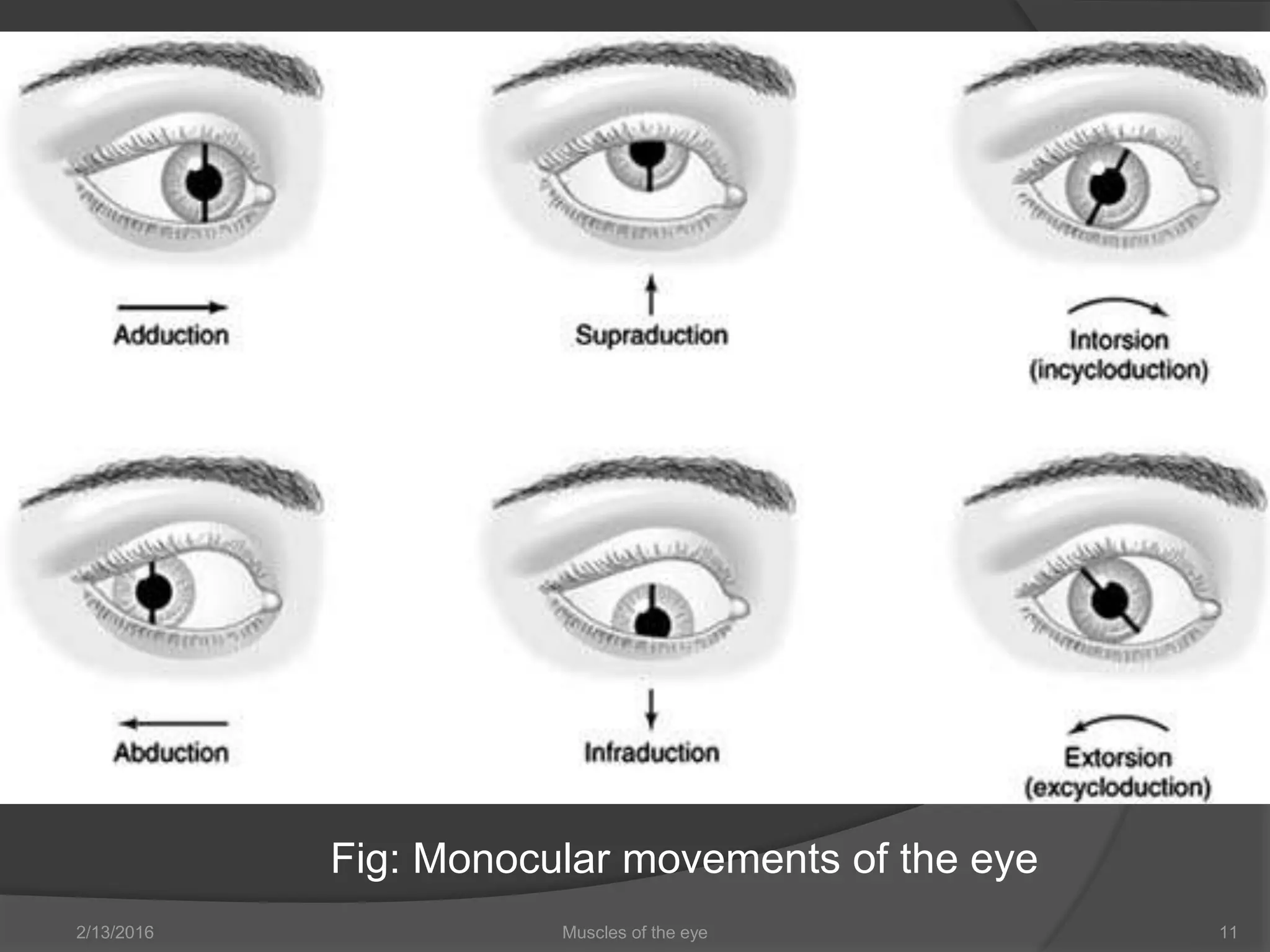 Muscles of the eye | PPTX