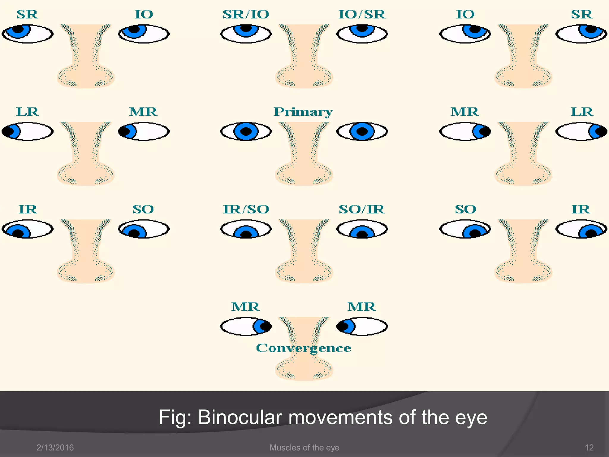 Muscles of the eye | PPTX
