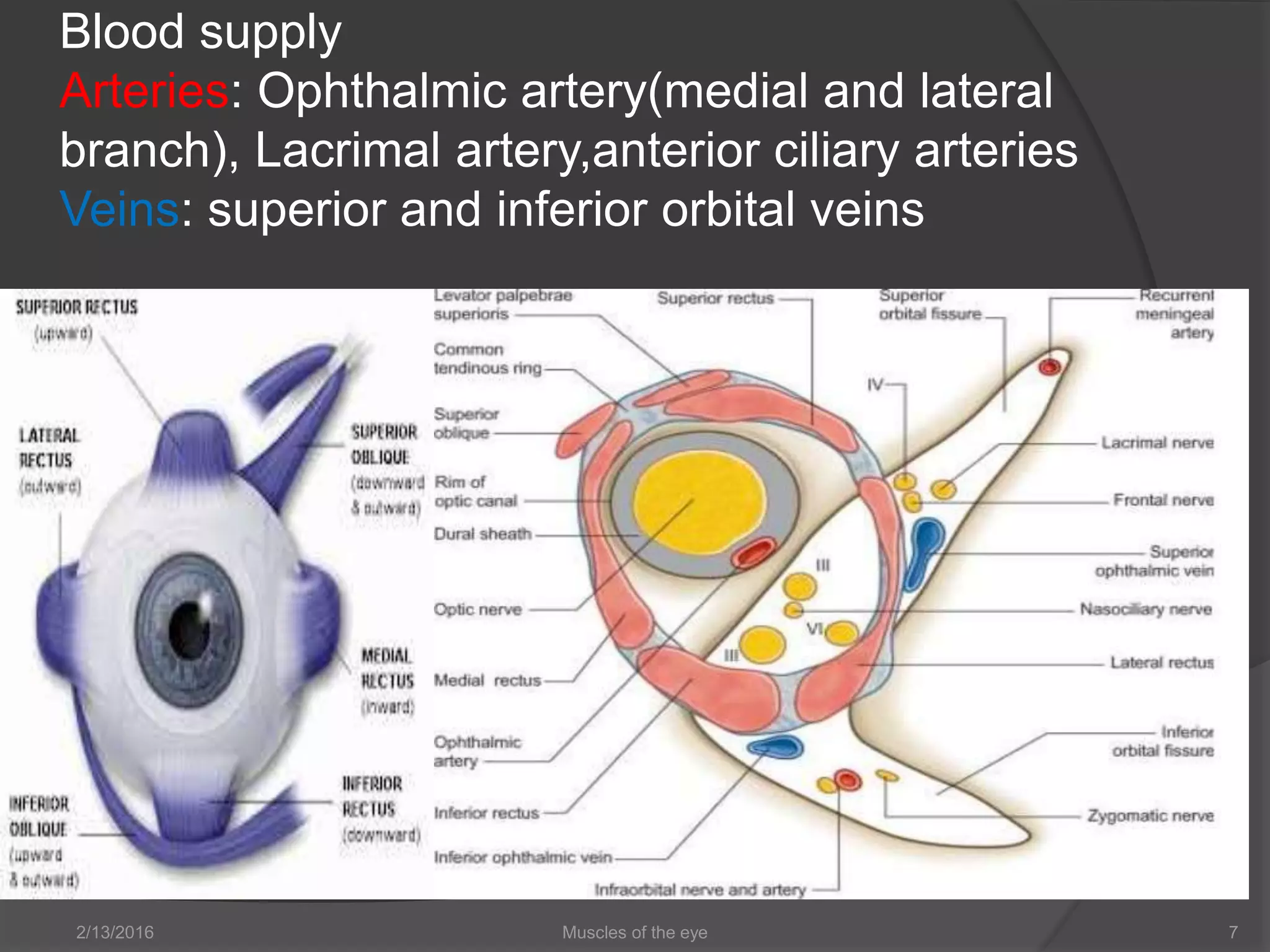 Muscles of the eye | PPTX | Eye and Vision Conditions | Diseases and ...