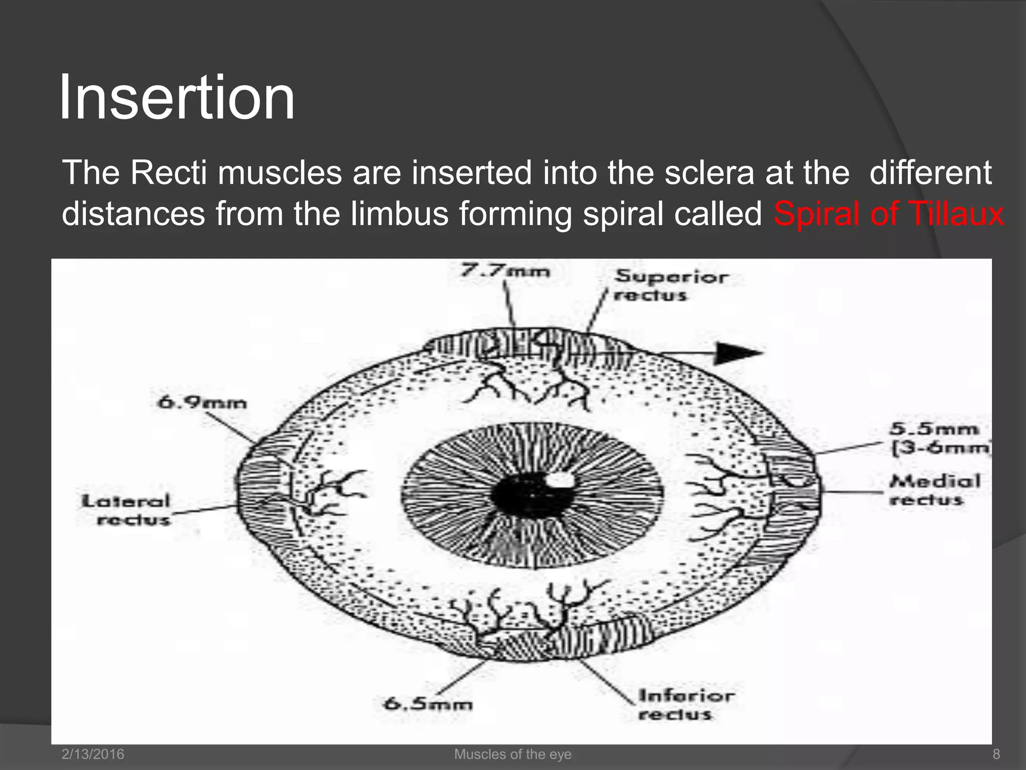 Muscles of the eye | PPTX