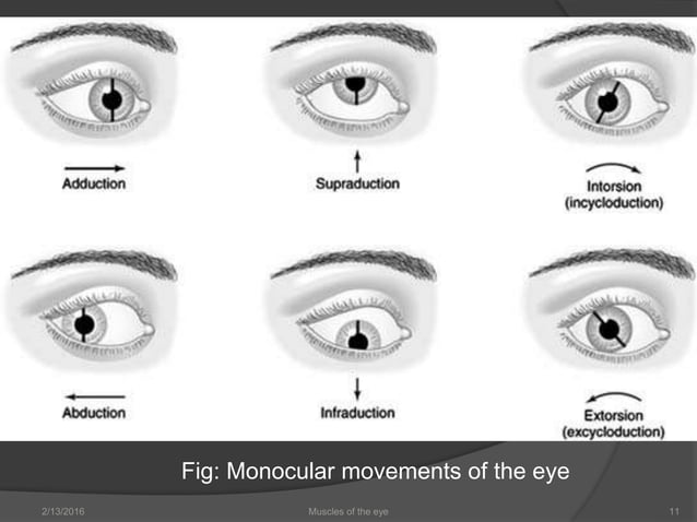 Muscles of the eye | PPTX | Eye and Vision Conditions | Diseases and ...