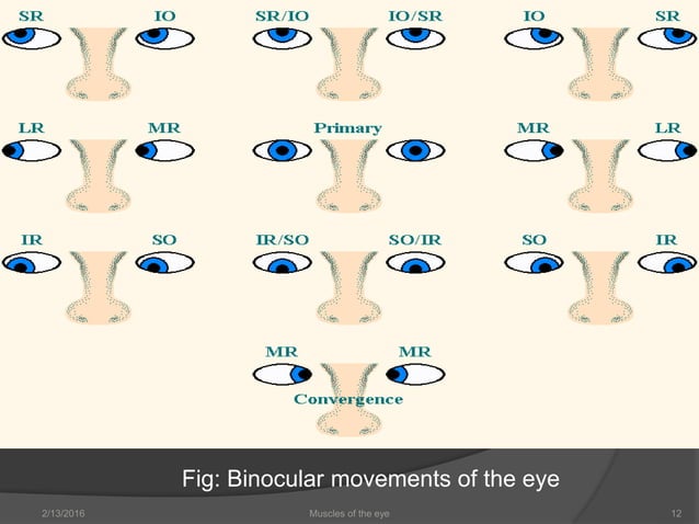 Muscles of the eye | PPTX | Eye and Vision Conditions | Diseases and ...