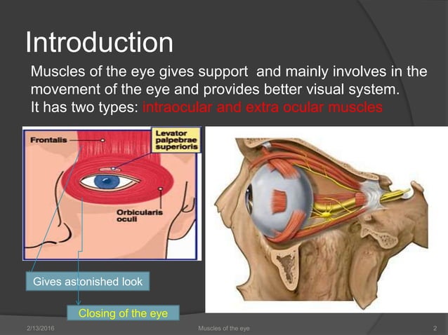 Muscles of the eye | PPTX | Eye and Vision Conditions | Diseases and ...