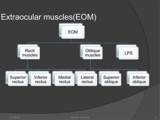 Muscles of the eye | PPTX