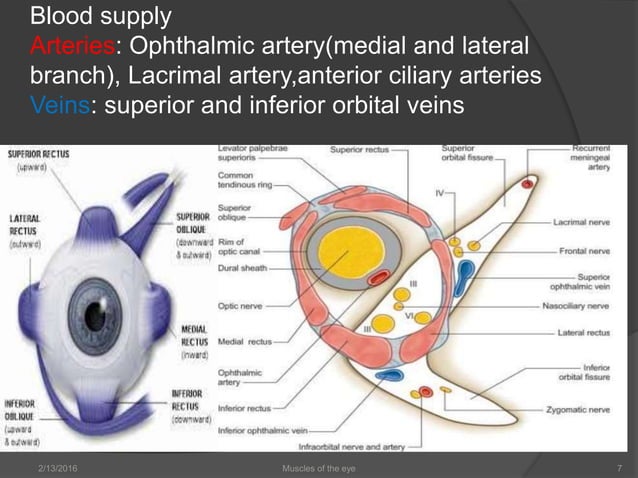 Muscles of the eye | PPTX | Eye and Vision Conditions | Diseases and ...