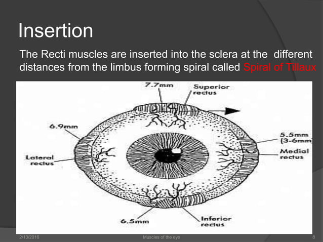 Muscles of the eye | PPTX | Eye and Vision Conditions | Diseases and ...
