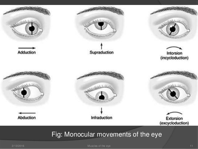 Muscles of the eye