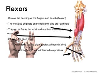 Muscles Of The Hand | PPT