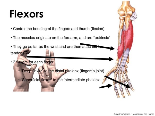 Muscles Of The Hand | PPT