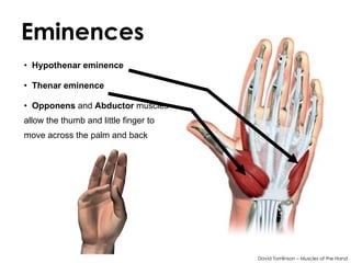Muscles Of The Hand | PPT