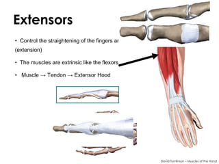 Muscles Of The Hand | PPT