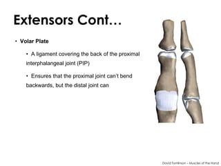 Muscles Of The Hand | PPT