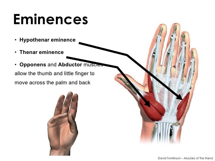 Muscles Of The Hand