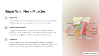 Muscles-of-the-Neck.-pptx -from- Anatomy | PPTX