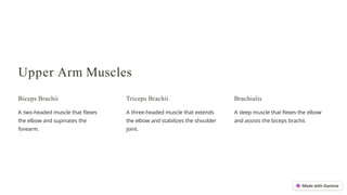 Muscles-of-the Upper-Limb By Rohit steeva .pptx
