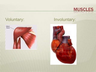 Muscles and bones | PPTX | Death, Injury, or Military Conflict ...