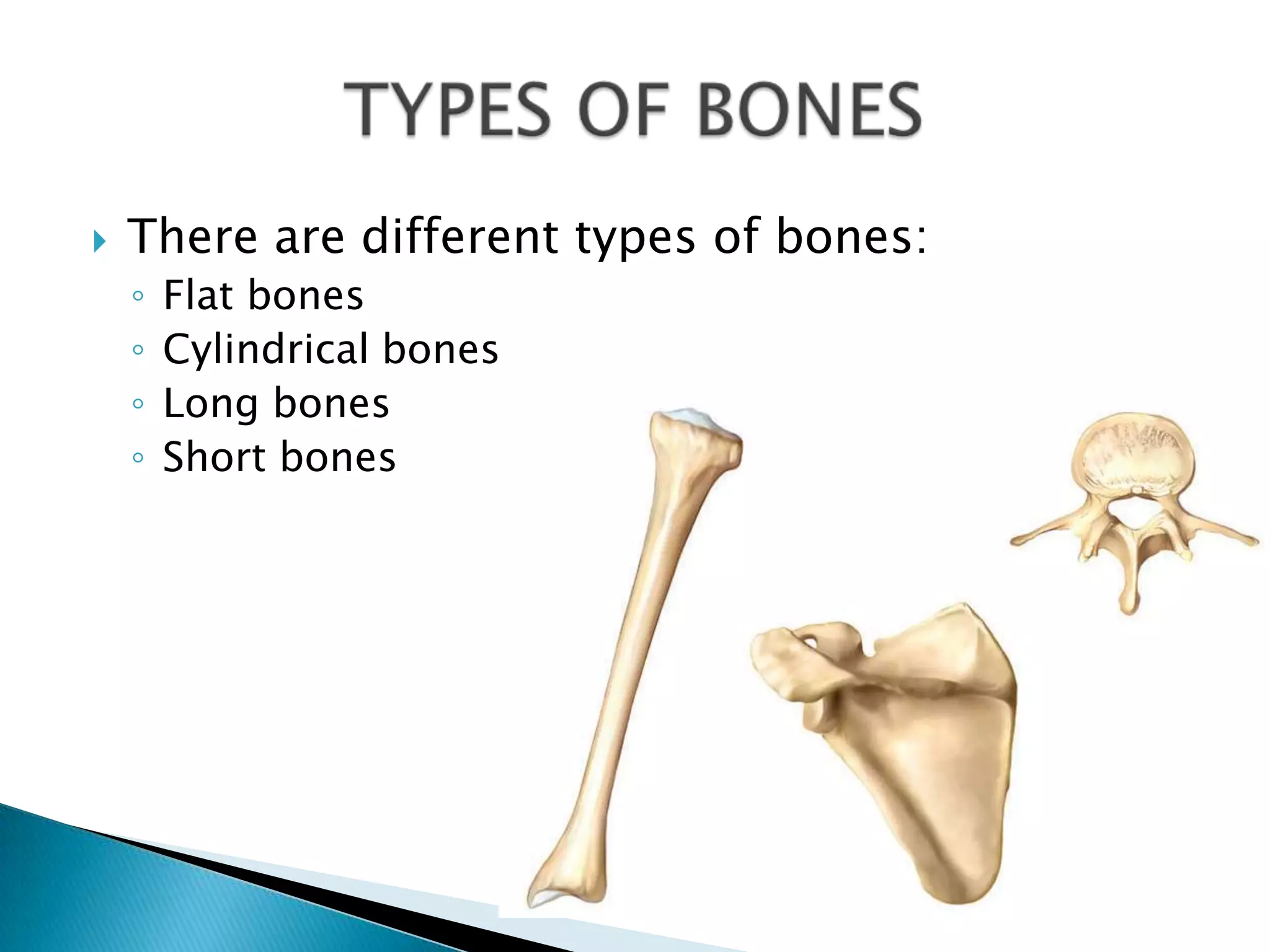 Muscles and bones | PPTX