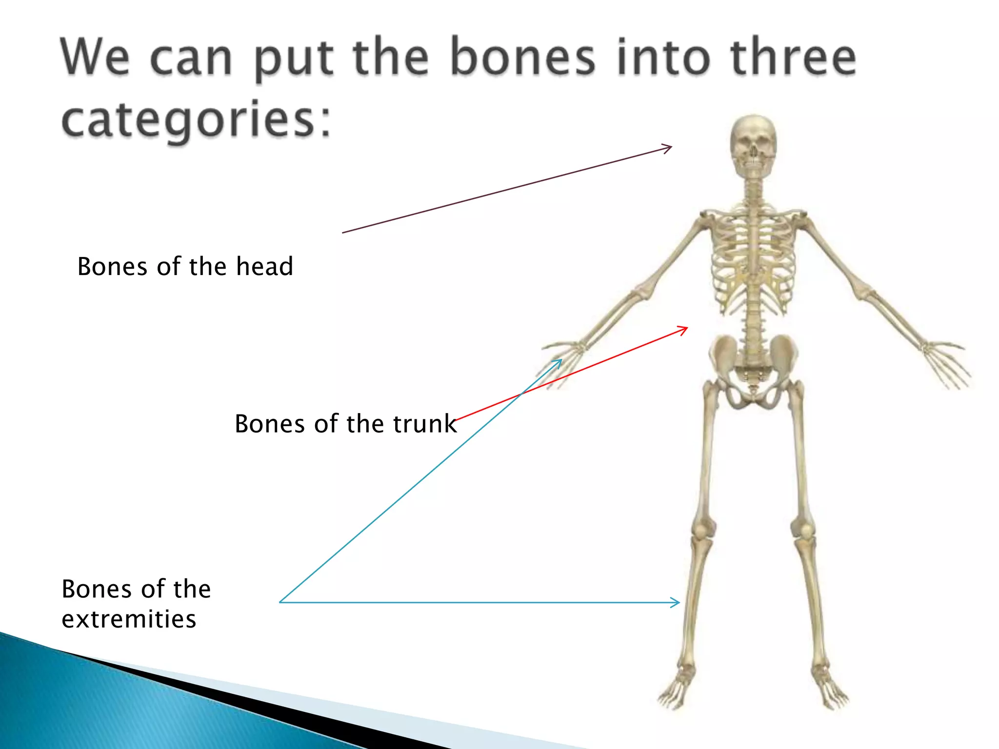 Muscles and bones | PPTX