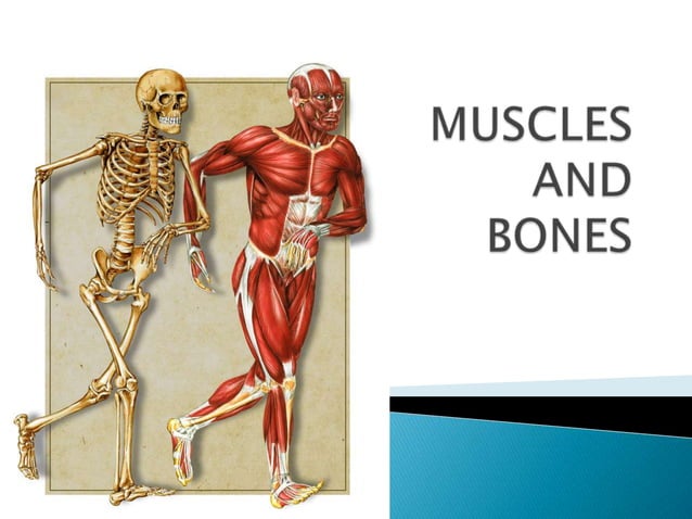Muscles and bones | PPTX