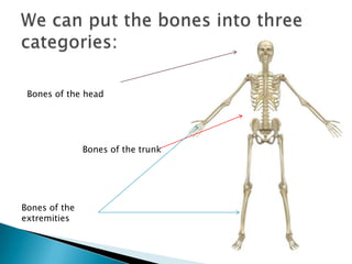 Muscles and bones | PPTX