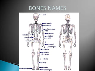 Muscles and bones | PPTX