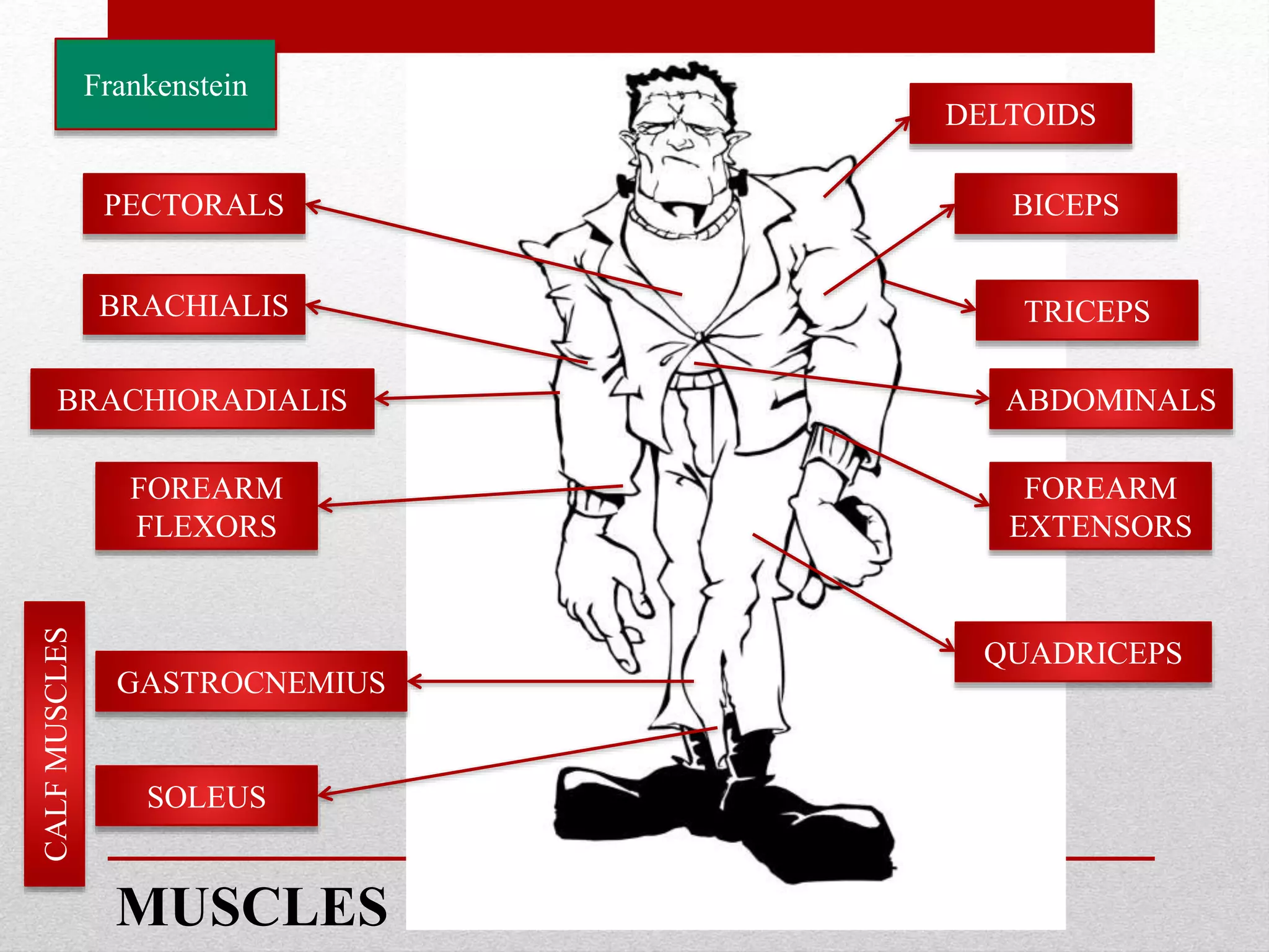 Muscles and bones | PPTX | Death, Injury, or Military Conflict ...