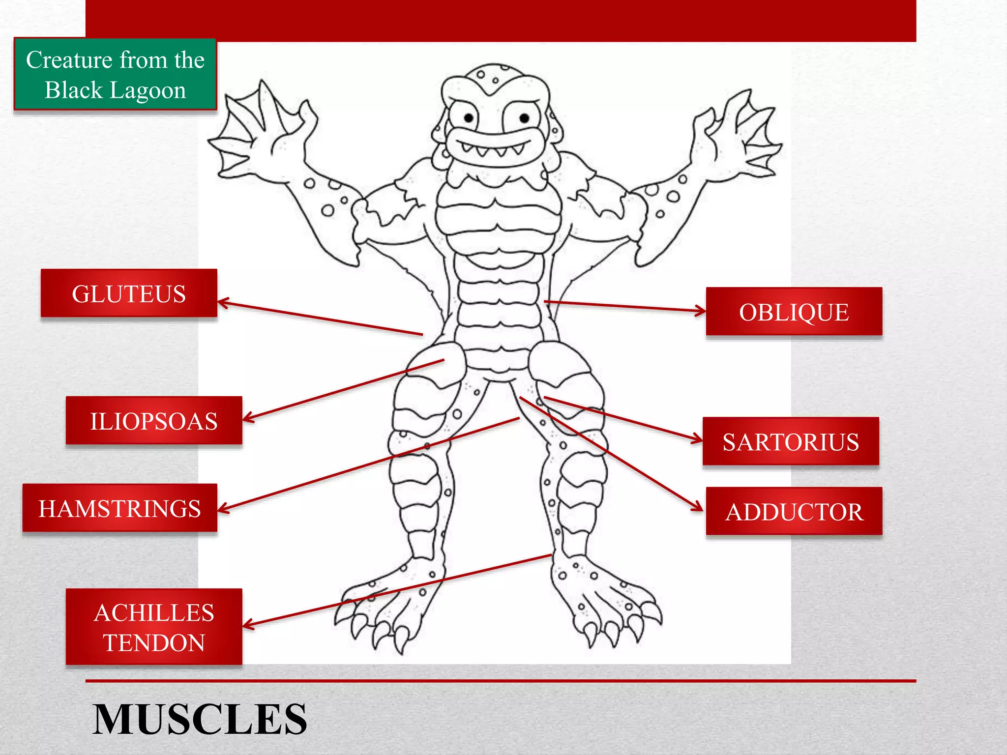 Muscles and bones | PPTX
