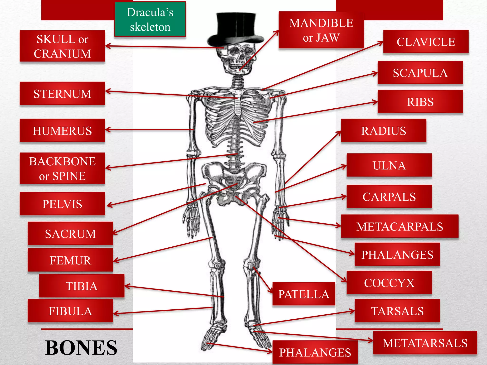 Muscles and bones | PPTX
