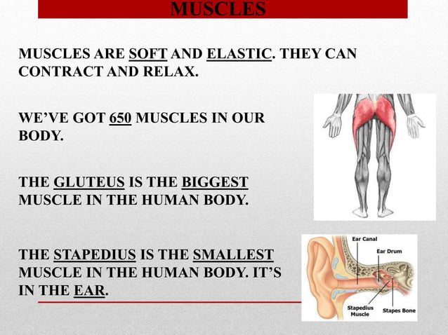 Muscles and bones | PPT