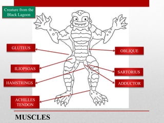 Muscles and bones | PPTX