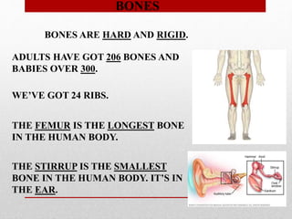 Muscles and bones | PPTX