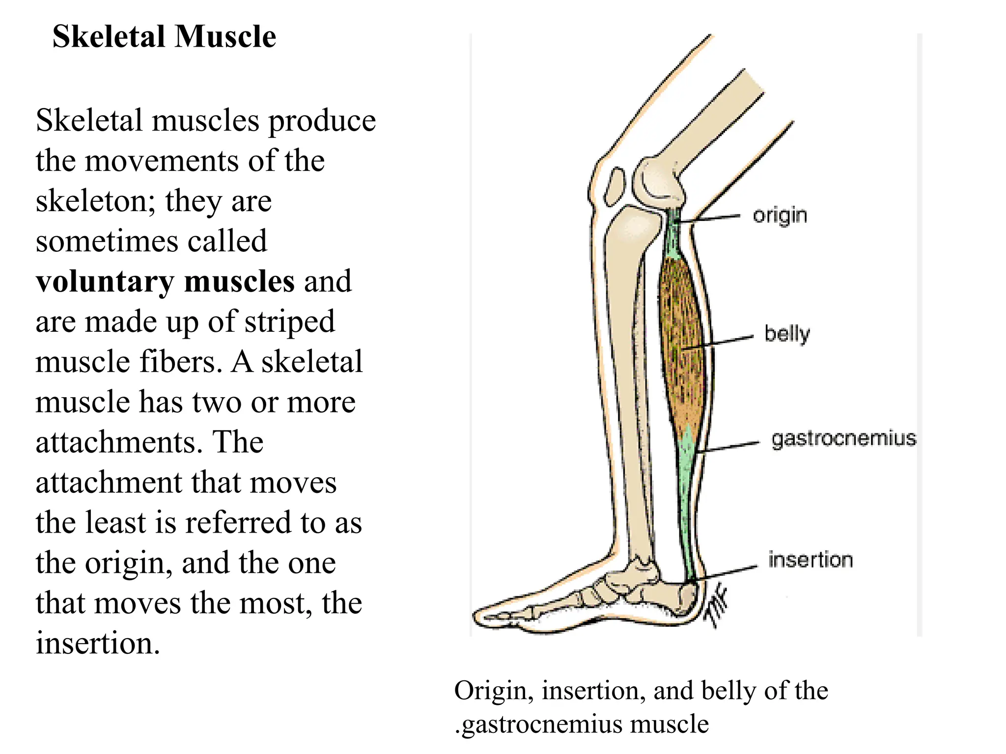 Basics of muscles and bones in human anatomy for medical students | PPT