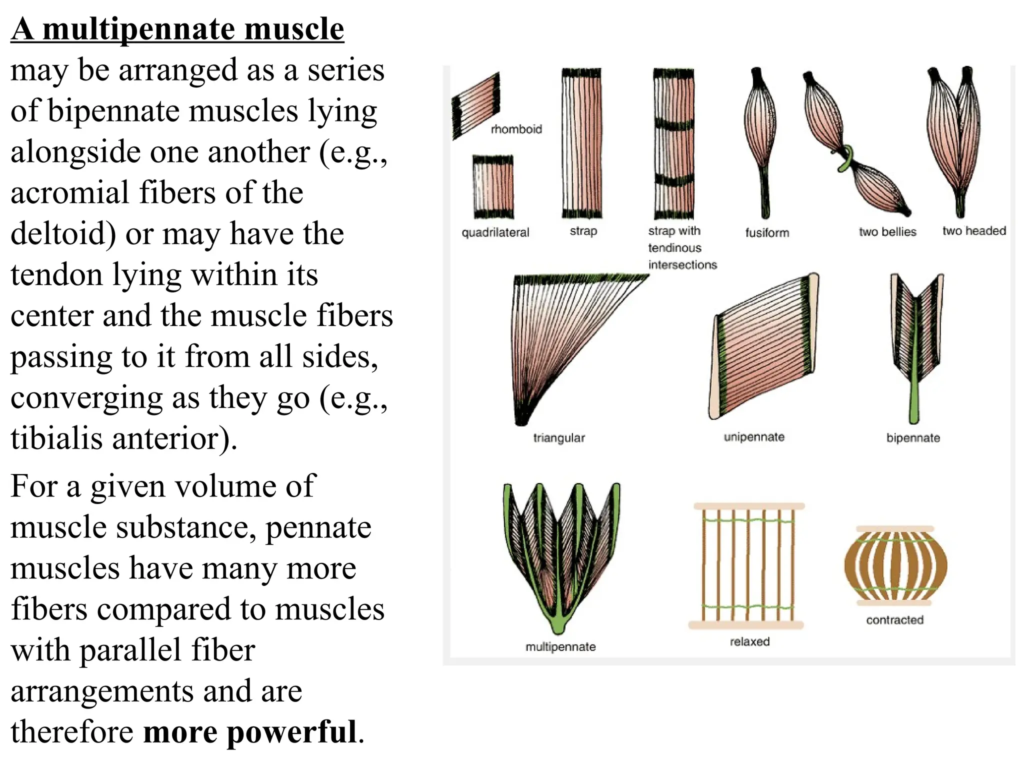 Basics of muscles and bones in human anatomy for medical students | PPT