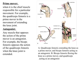 Basics of muscles and bones in human anatomy for medical students | PPT