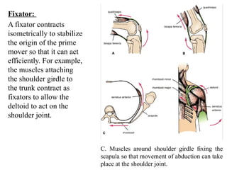 Basics of muscles and bones in human anatomy for medical students | PPT