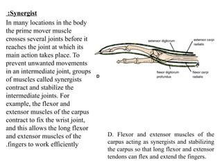Basics of muscles and bones in human anatomy for medical students | PPT