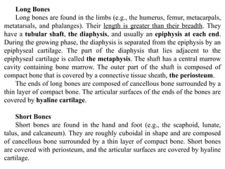 Basics of muscles and bones in human anatomy for medical students | PPTX