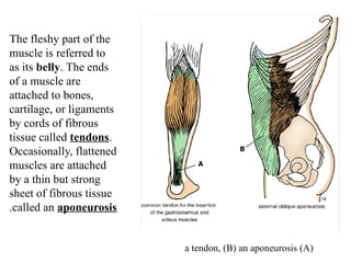 Basics of muscles and bones in human anatomy for medical students | PPTX